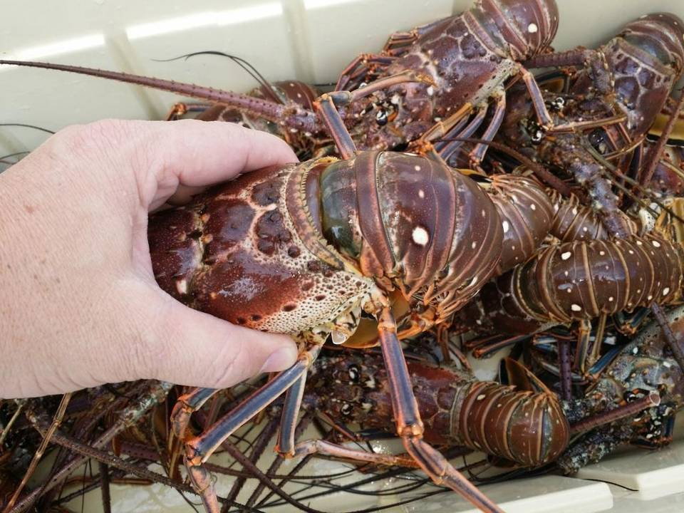 Florida Keys Lobster
