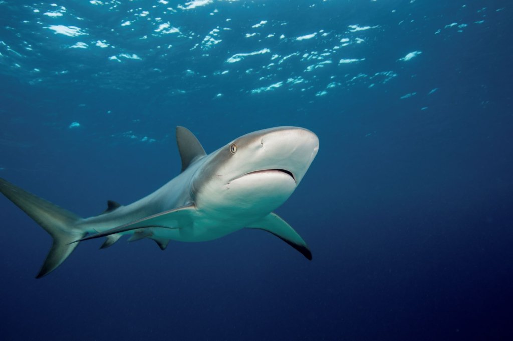 Swordfish Vs Shark