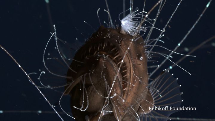 ‘I’ve never seen anything like it.” Video of mating deep-sea anglerfish ...